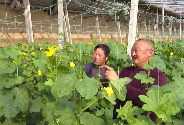 苹果苹果丝瓜丝瓜喜丰收组团踏上致富路 寿光日报
